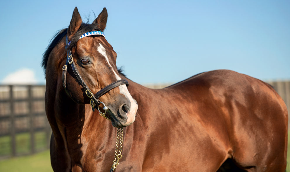 Yellow Rose Stakes goes to Ima Discreet Lady for fourth straight year ...