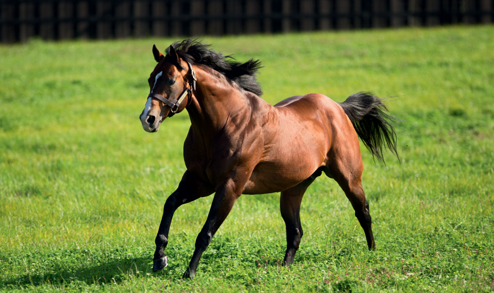 Trenchtown Cat determined winner of Sanibel Island Stakes | Japan
