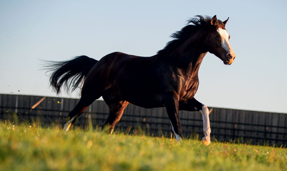 Talismanic sires his first winner | Japan