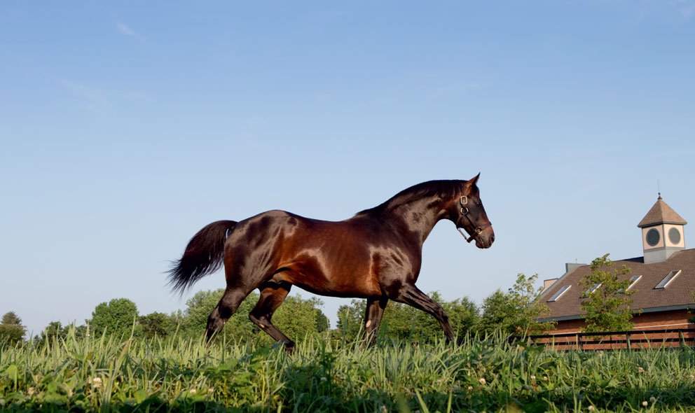 Bernardini’s Micheline gets it done at Kentucky Downs | America