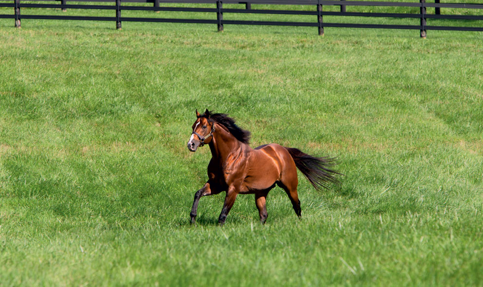 Darley in Japan announces stud fees for the 2017 season | Japan