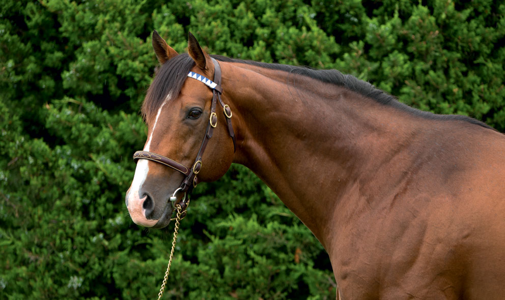 Lord Simba roars to victory in the G3 Los Angeles Stakes | Japan