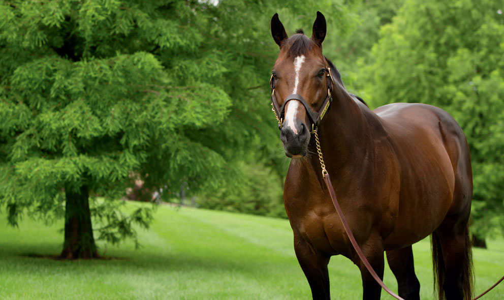 Libreta edges She’s All Ready to win the New York Stallion Stakes | America