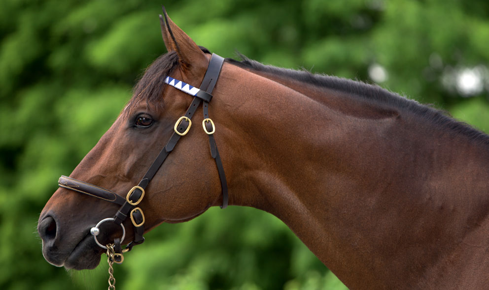 Two new Stakes winners at Meydan for Hard Spun | America