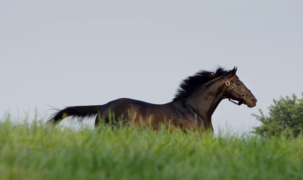 Golden victory for Astern | Australia