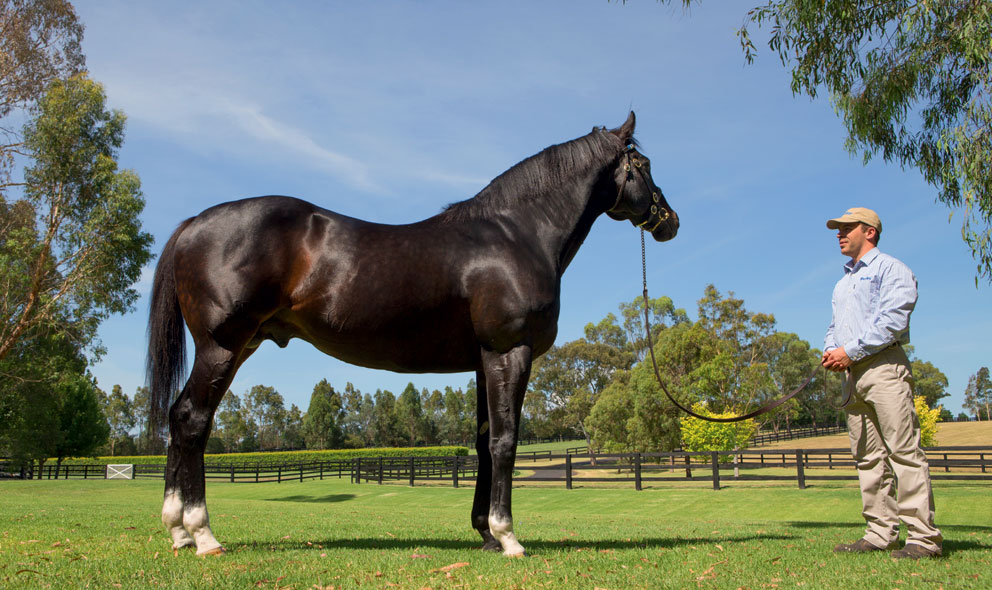 Cyrus Alexander prevails in G3 Lone Star Park Handicap | Australia