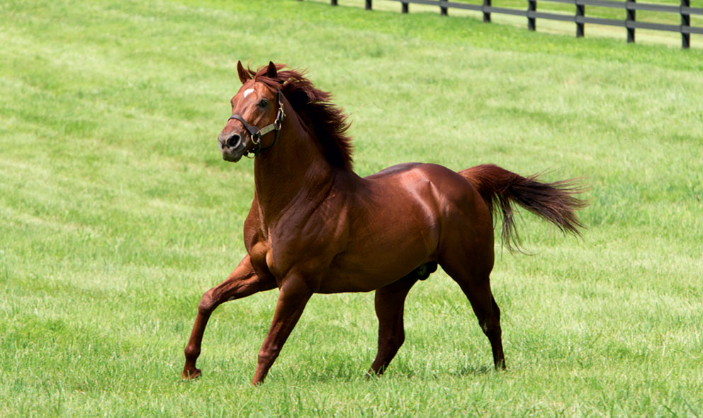 Hence flies home late to win the G3 Iowa Derby | America