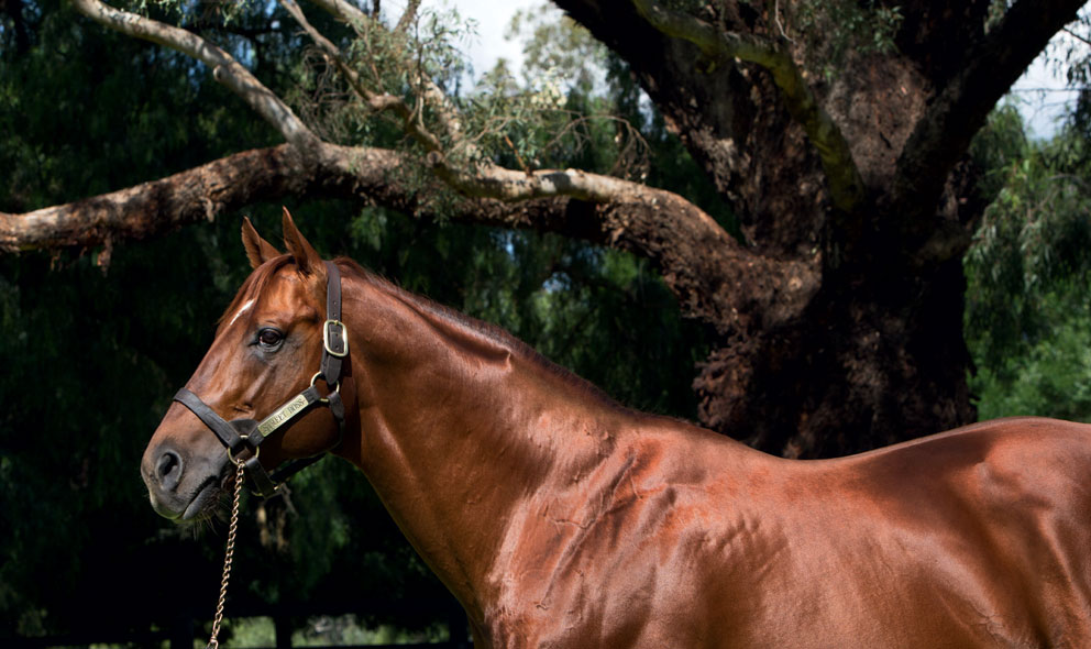 Impressive debut for daughter of Street Boss | Australia