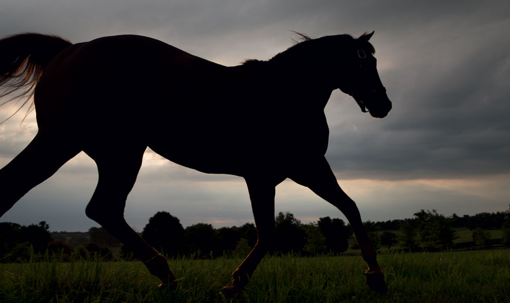 Long Hot Summer scorches rivals to take the Daisycutter Handicap | America