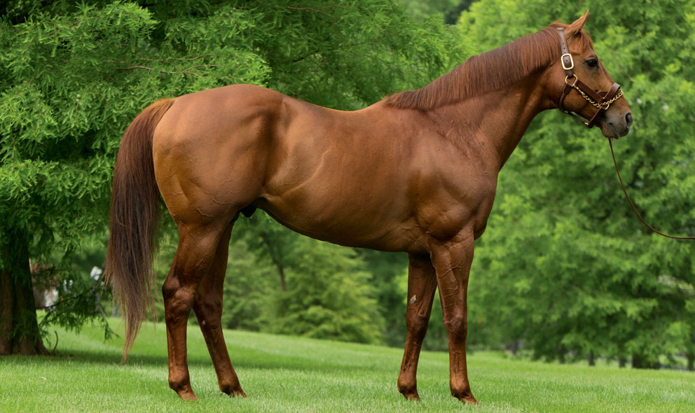 Hence springs upset to win the G3 Sunland Derby | Australia