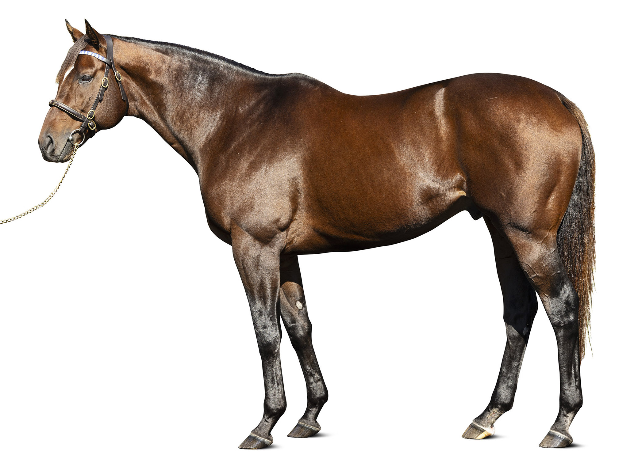 Cody’s Wish | America