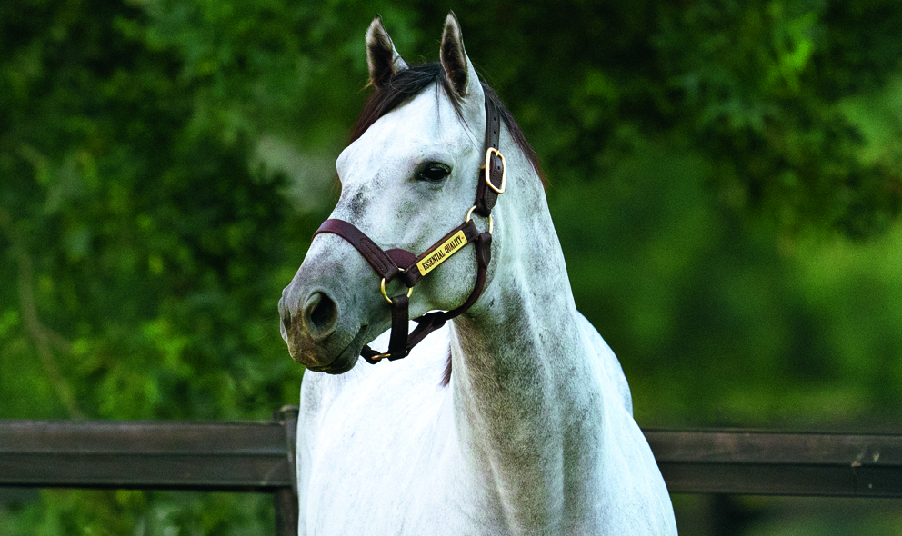 My World cruises to victory in Listed Nashua Stakes at Aqueduct | America