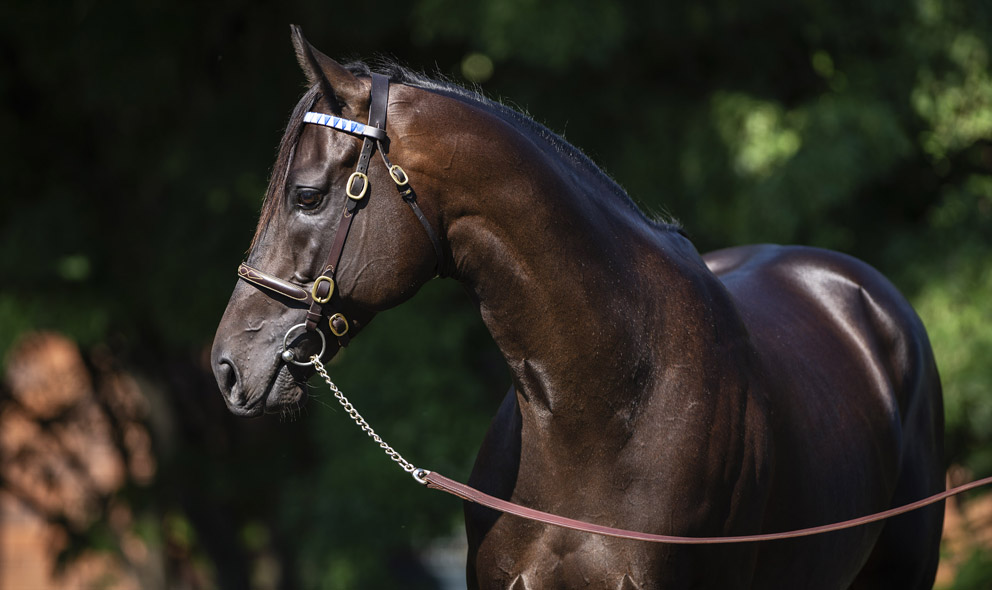 Ciao, baby: Max Ciao waves goodbye to his rivals in Del Mar maiden romp ...