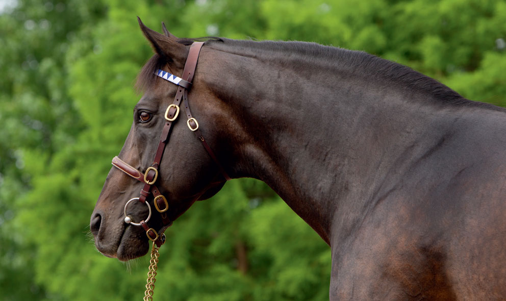 Golden milestone for son of Medaglia d’Oro | Australia