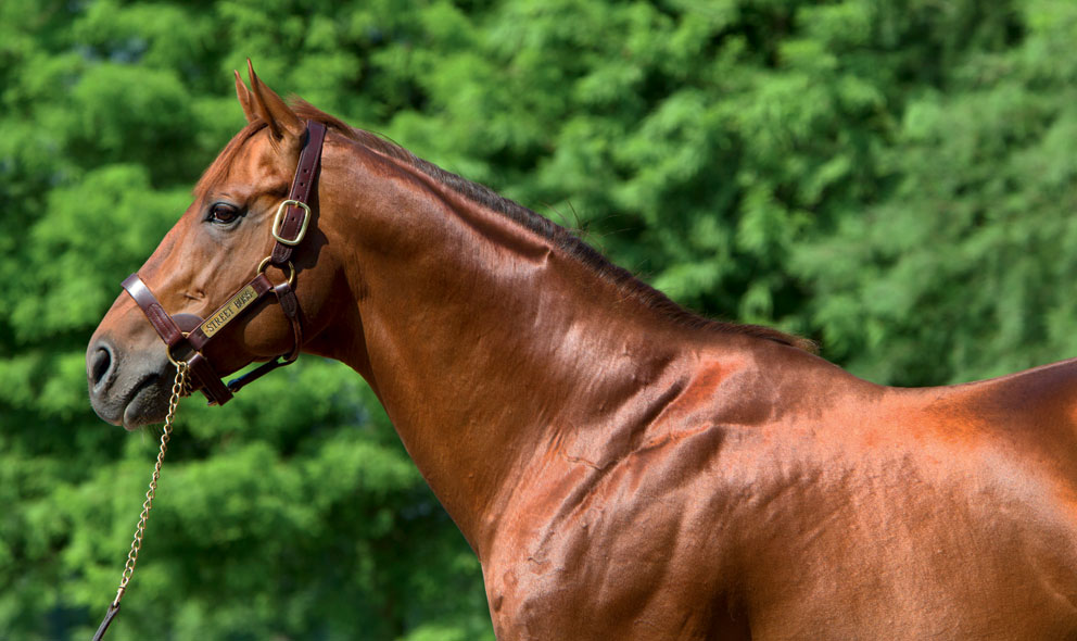 Classy Lady Edith proves her worth in the Floral Park Stakes | Australia