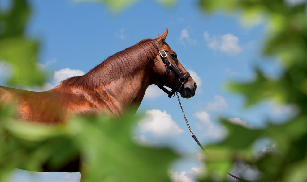 Lady Edith leads home a Street Boss exacta in Churchill’s Mamzelle ...