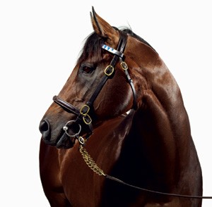 The Real Stolle stands up | America