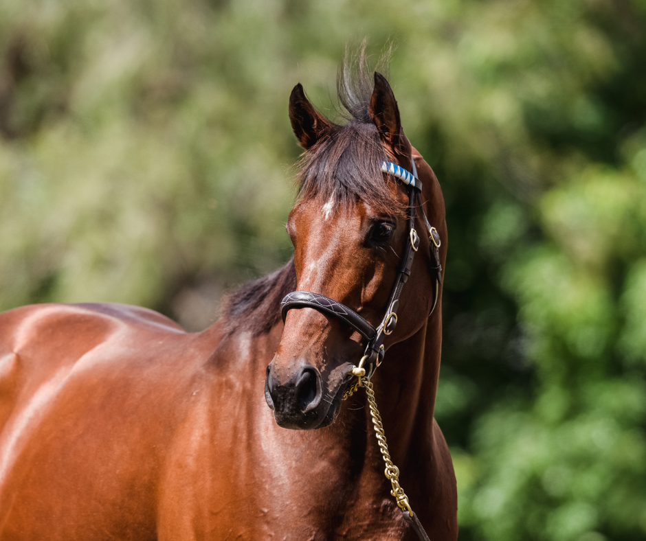 Zougotcha chasing princess crown while breeders lock away the first ...