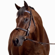 Blanche Dubawi becomes her sire’s 34th stakes winner | Europe