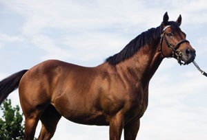 19 winners for Dubawi | Europe