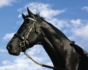 Lonhro brings up fourteenth Stakes winner | Australia