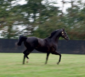 Featured stallion | Europe