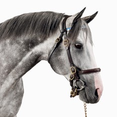 Rockport Harbor sires first Stakes winner at Woodbine | America