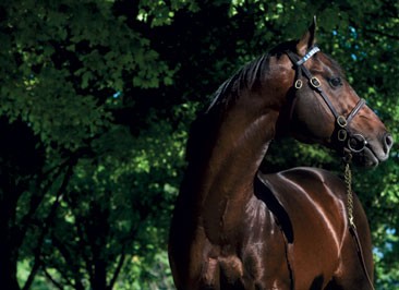 In full Cry | Australia