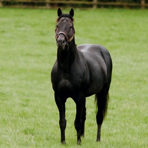 Cape Cross colt wins G3 at Royal Ascot | Europe