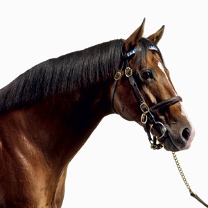 It's raining Cats! | America