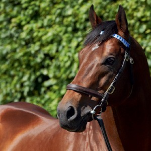 Exceed And Excel sires the Queen Mary winner | Australia