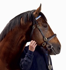 New Stakes winner for Exceed And Excel | Europe