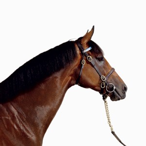 Spinning Lady routes field in Maryland | Australia