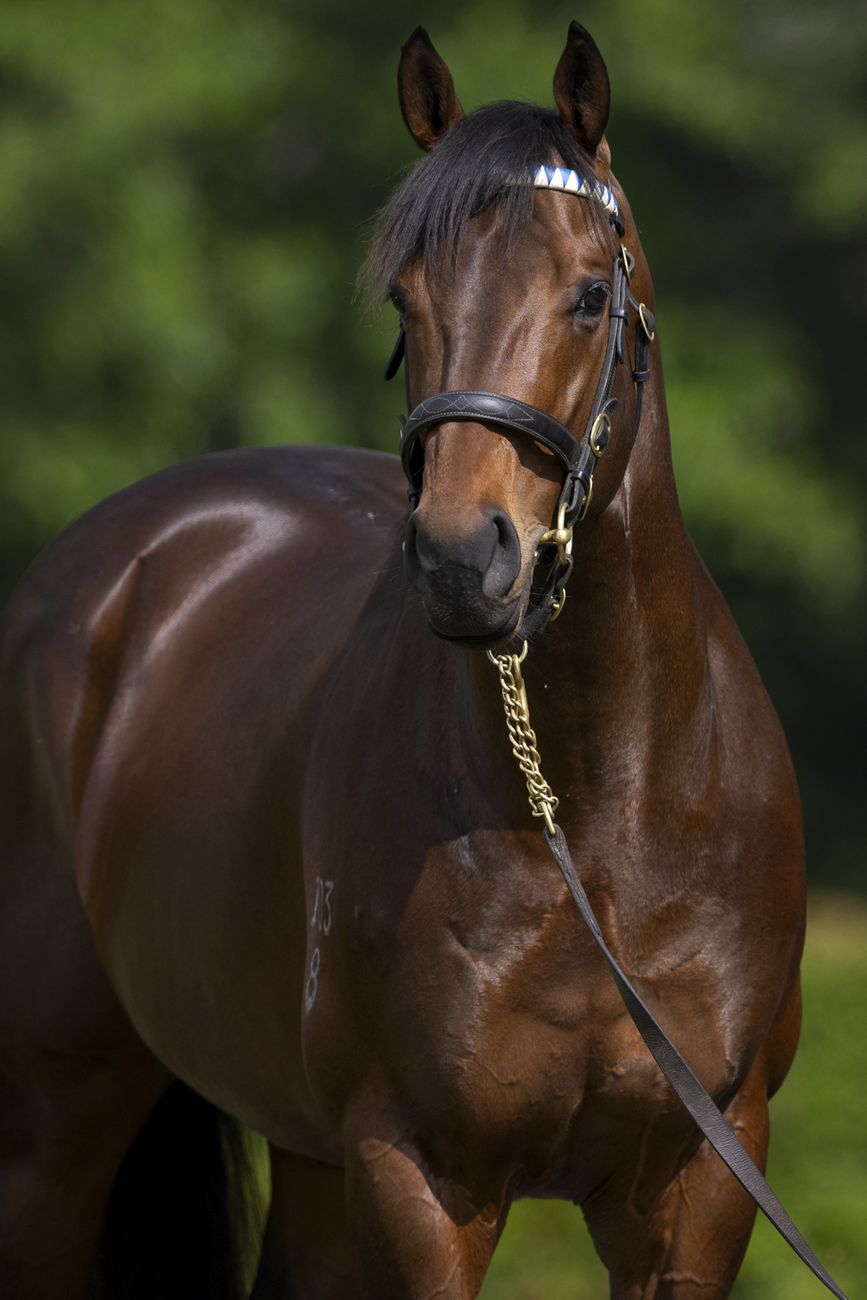 Breeders thrilled by first foals by nine-time G1 winner Anamoe | Australia