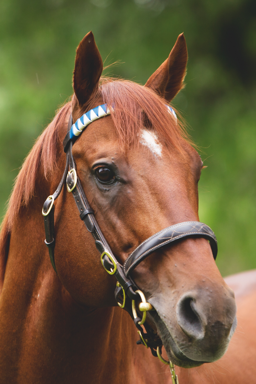 Wil shows who’s the Boss | Australia