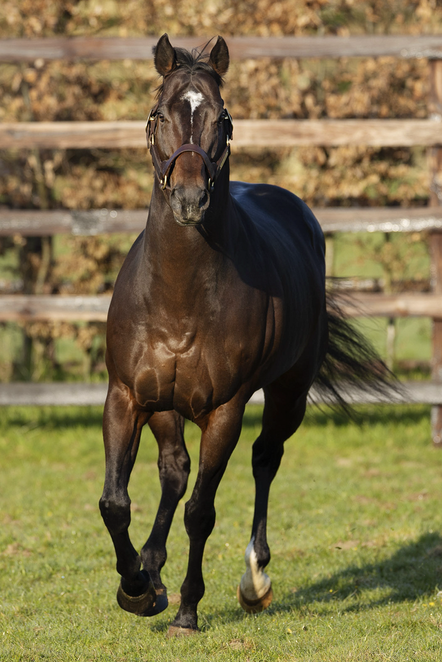 New G2 winner for Blue Point | Europe