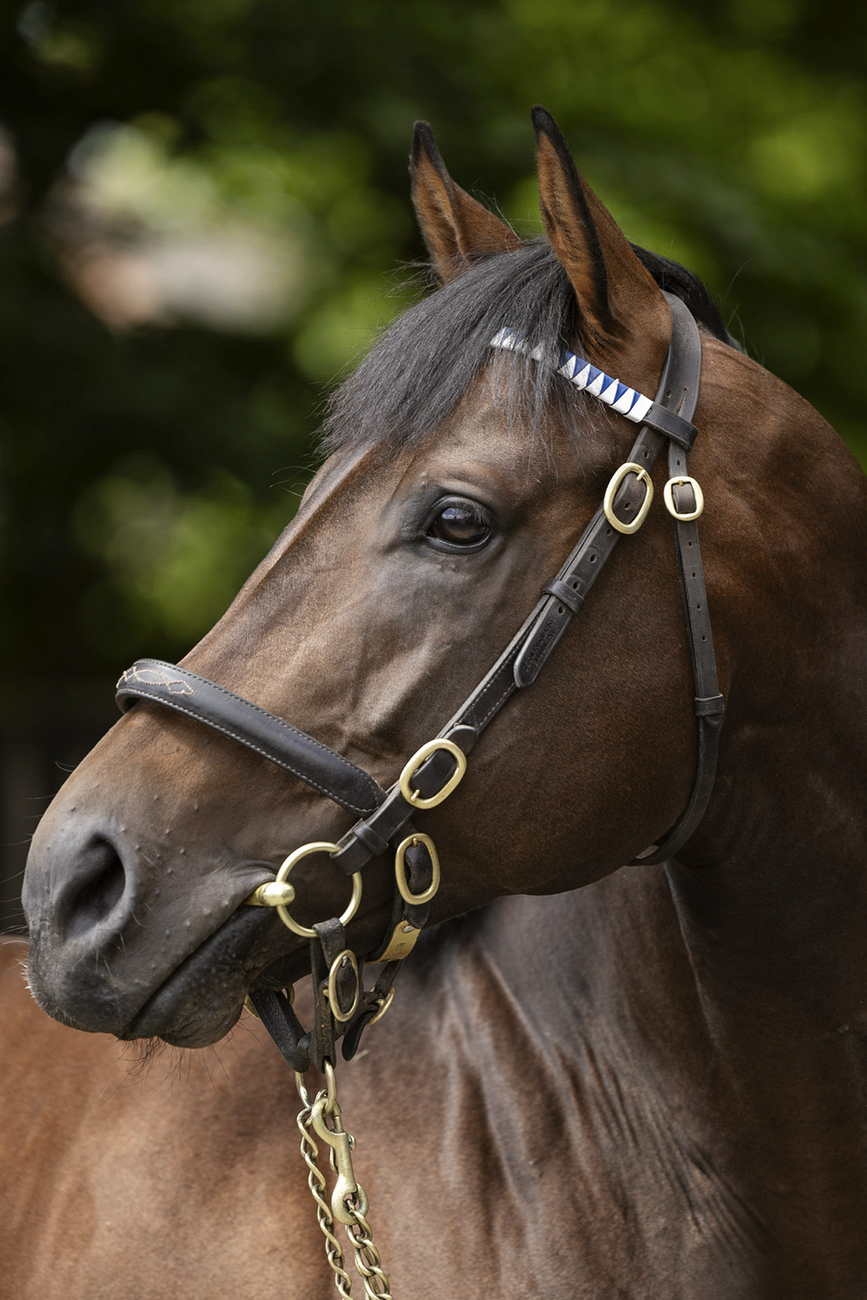 First foals on the ground for Champion two-year-old Native Trail | Europe