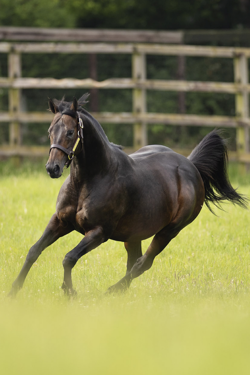 Another Stakes winner for Too Darn Hot | Europe