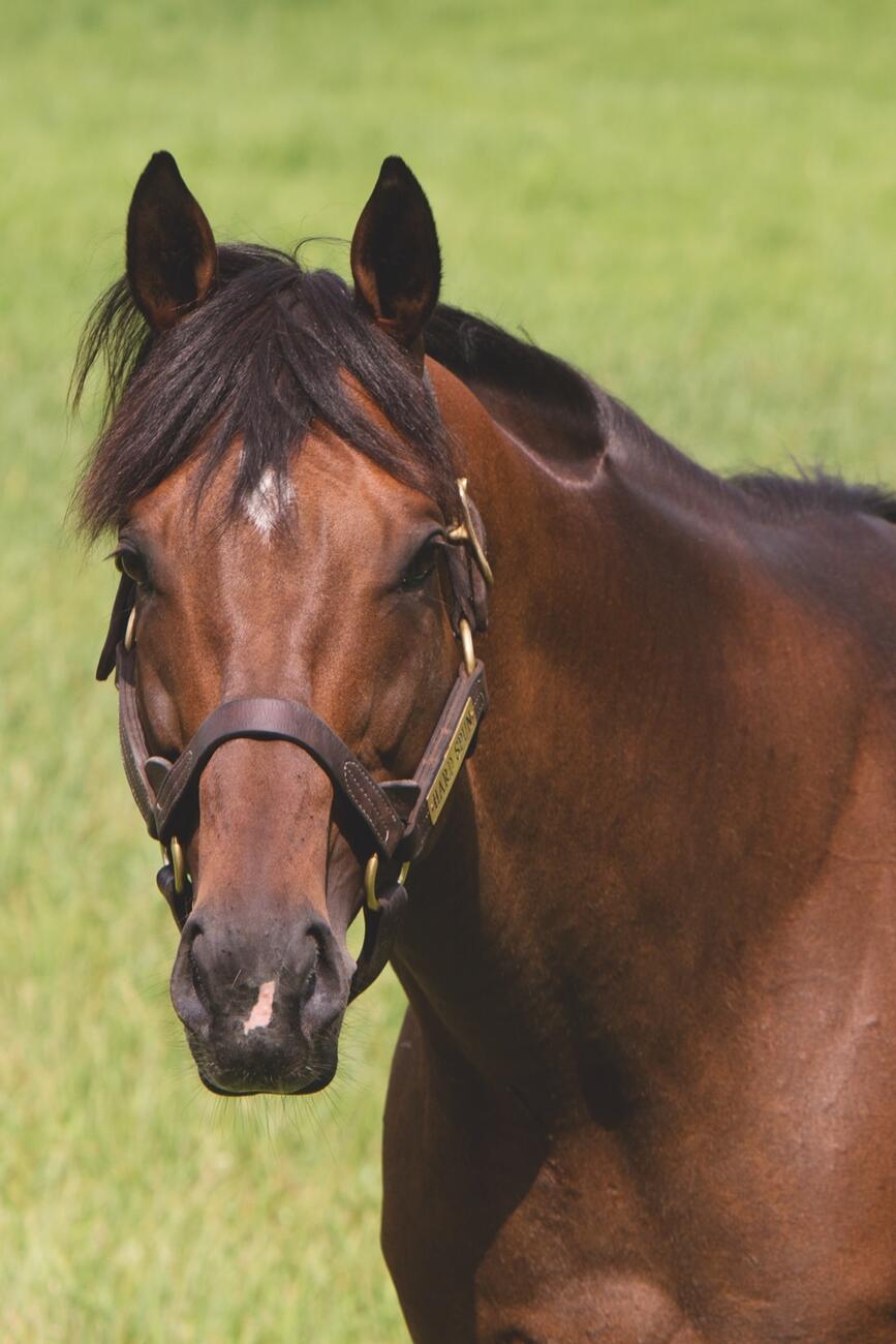 Highway Robber sets Stakes and course record in G3 Sycamore Stakes at ...