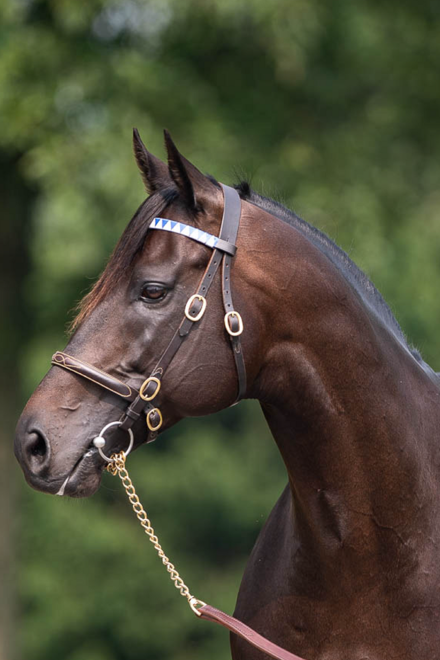 Magna Victor newest ‘TDN Rising Star’ for Maxfield in Land of the ...