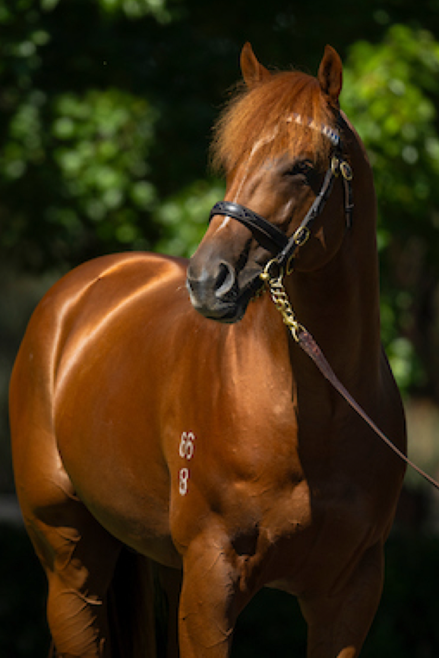 Paulele: incredibly handsome, incredibly fast | Australia