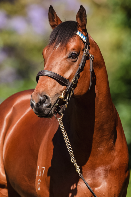 Fireball Miss delivers Queensland Oaks glory for Bivouac | Australia
