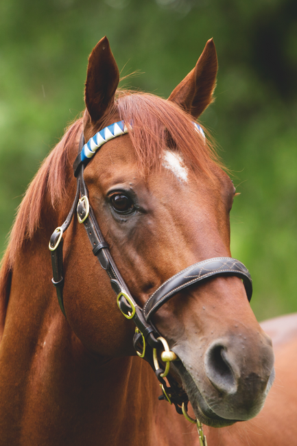 Third Stakes winner for Street Boss in 48 hours | Australia