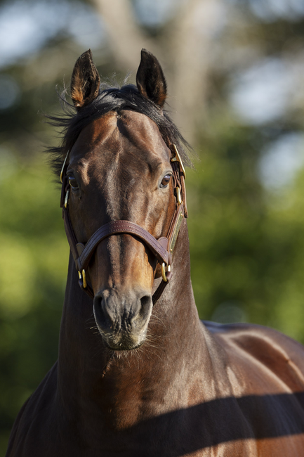 $1.6 million result for Harry Angel mare Stretan Angel | Australia