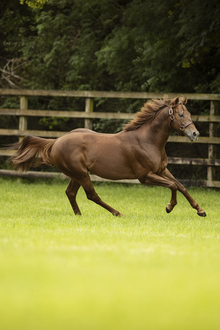 Second impressive victory for son of Space Blues | Europe