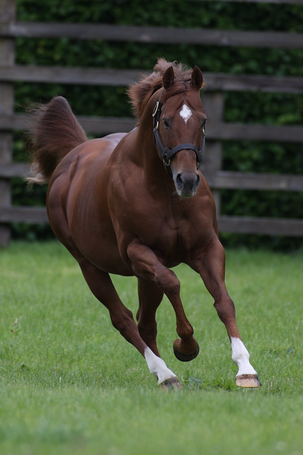 Third Group victory for daughter of Night Of Thunder | Europe