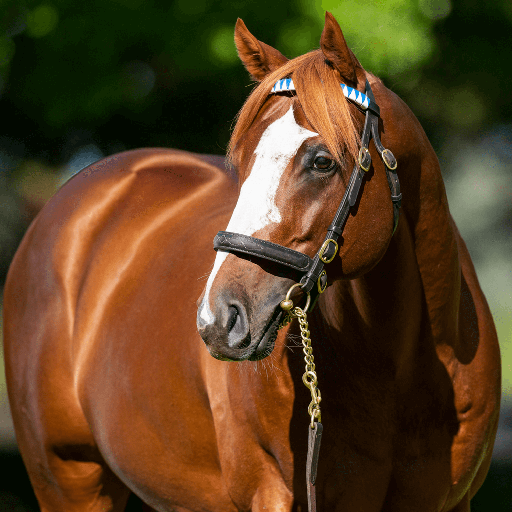 Earthlight to stand at Kildangan Stud | Europe