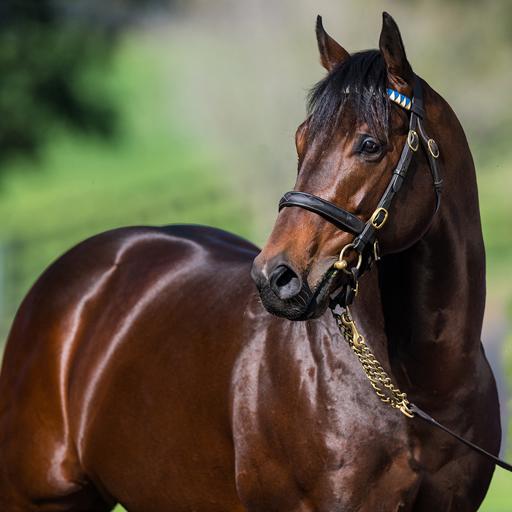 Iconic Moment ends a brilliant week for Harry Angel | Europe