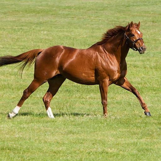 Featured stallion: New Approach | Europe
