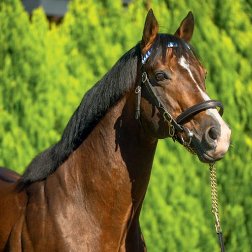 Discreet Cat to stand in Japan | Japan